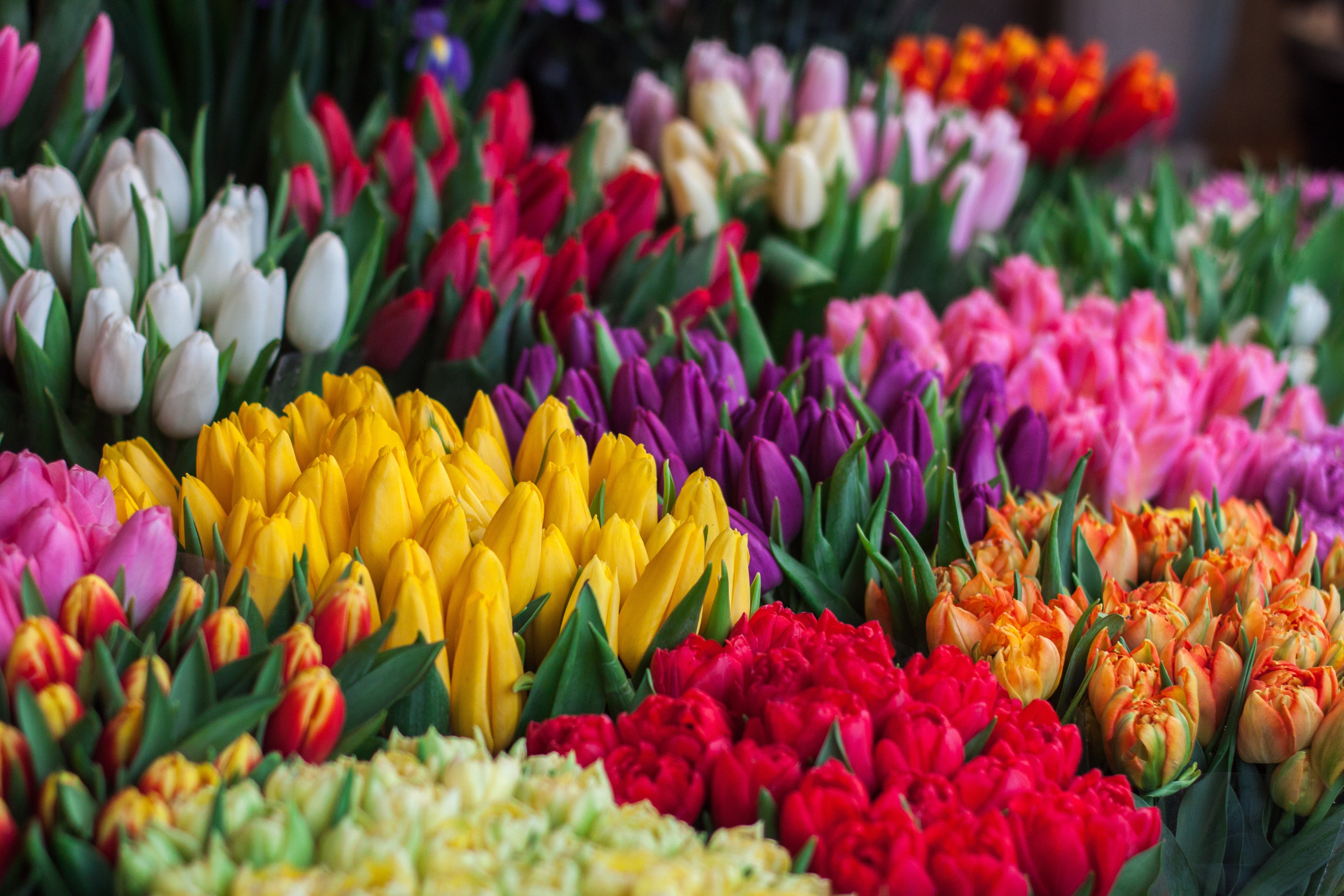 Blossoming Emotions: Unraveling the Beauty of Flower Color Meanings an ...